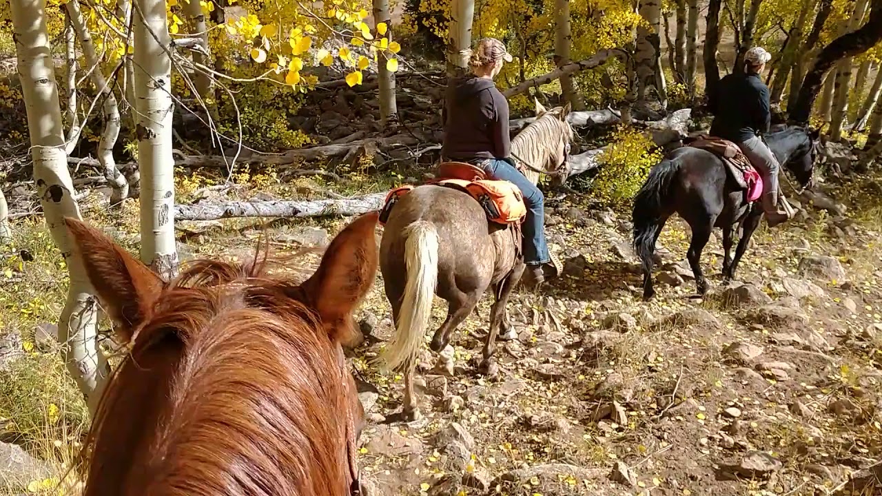V, Dixie, Taz on Swampy Pass Trail - YouTube