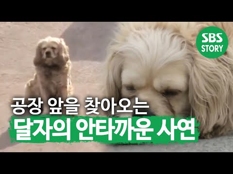 The Heartbreaking Story of 'Dalja', the Dog Who Can't Leave the Front of the Factory | TV Animal ...