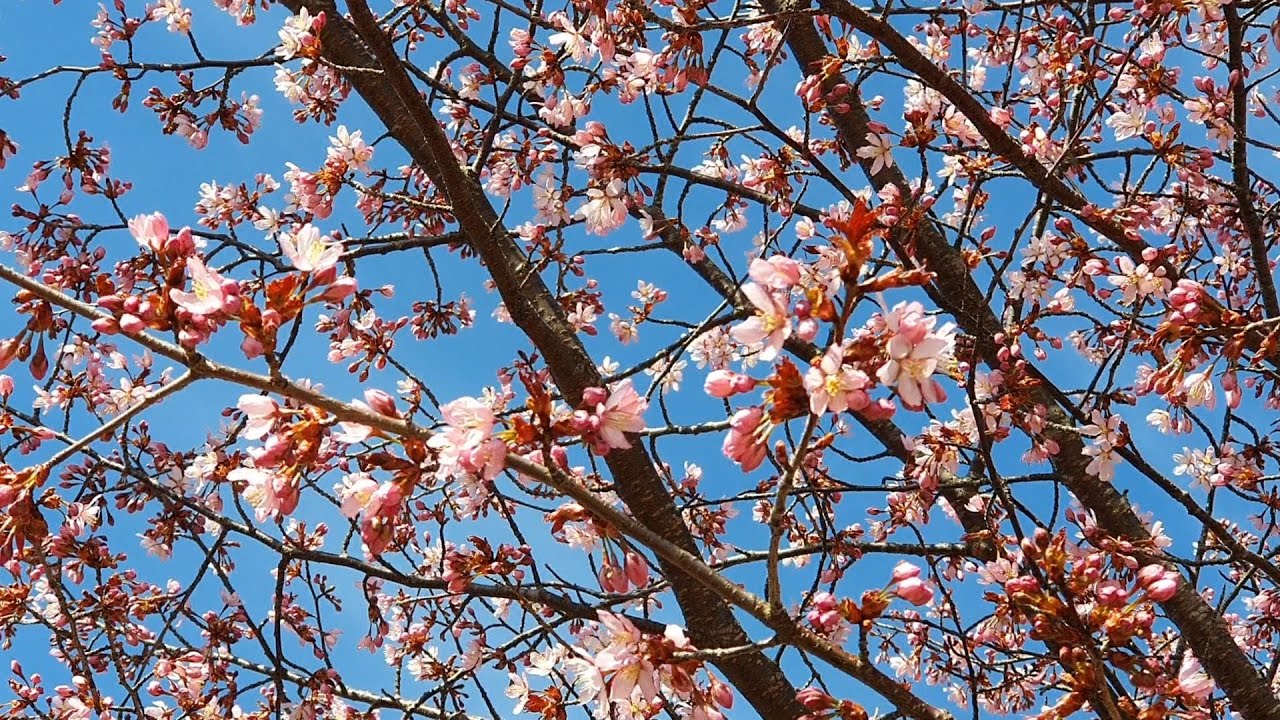 And then the spring comes | Spring Vlog | Phuong's Journal - YouTube