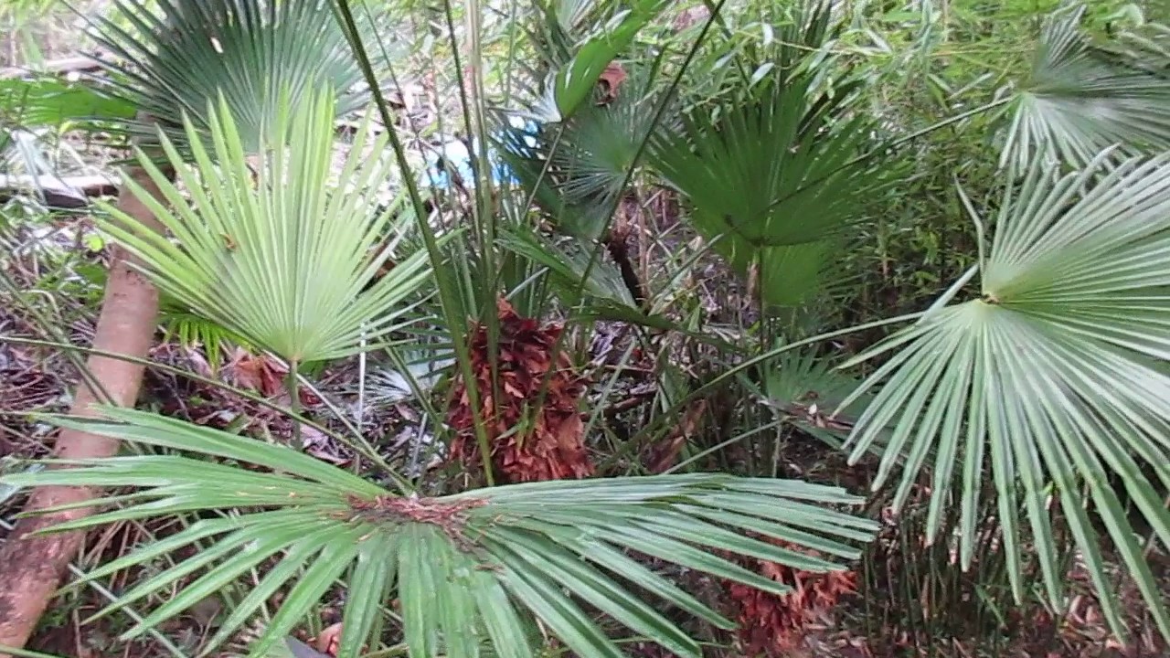 Growing Trachycarpus Hybrid Palms in Canada - YouTube
