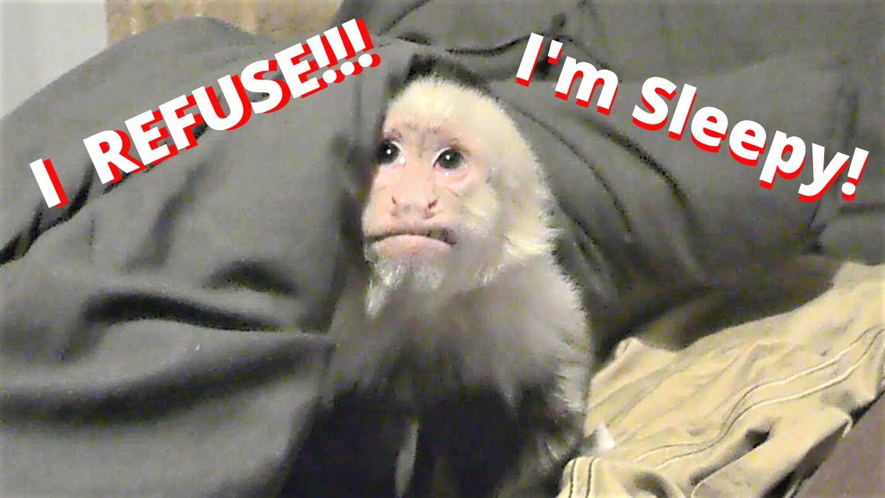 Monkey Lillian REFUSES To Wake Up From Nap! | Adorable! | Capuchin ...