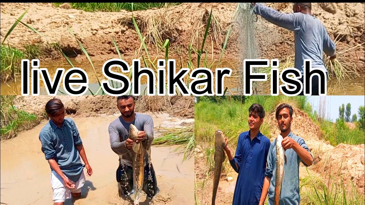 Machli Ka Shikar Fishing Caught Big Sole Fish Pakistan Azad Kashmir2023 ...