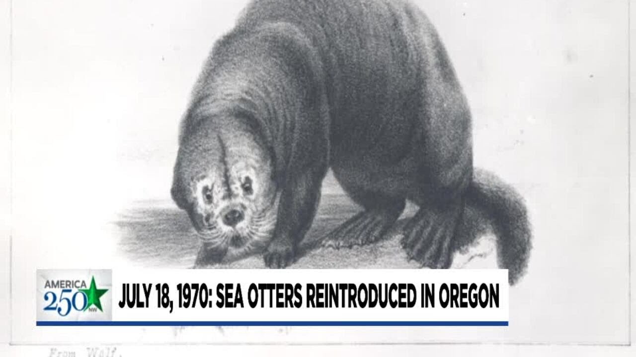 This Day in Oregon History – July 18, 1970: Sea otters reintroduced to ...