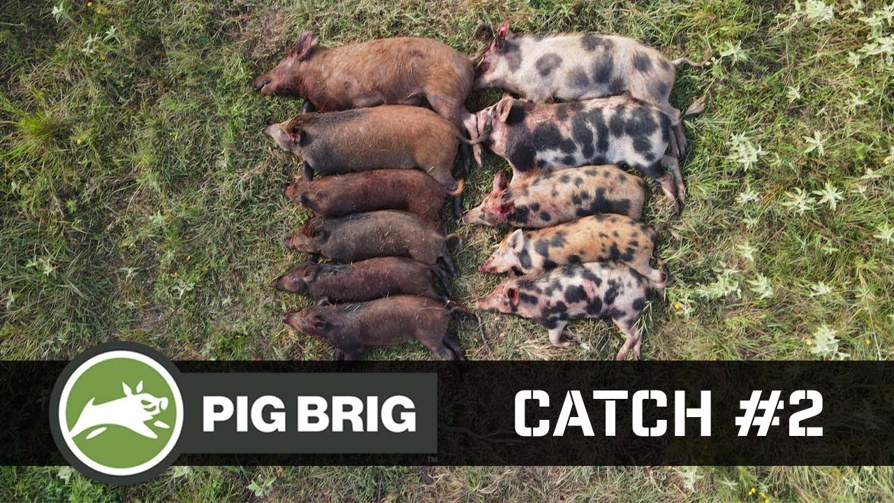 Pig Brig Feral Hog Trapping | 19 more Feral Hogs eradicated | Texas ...