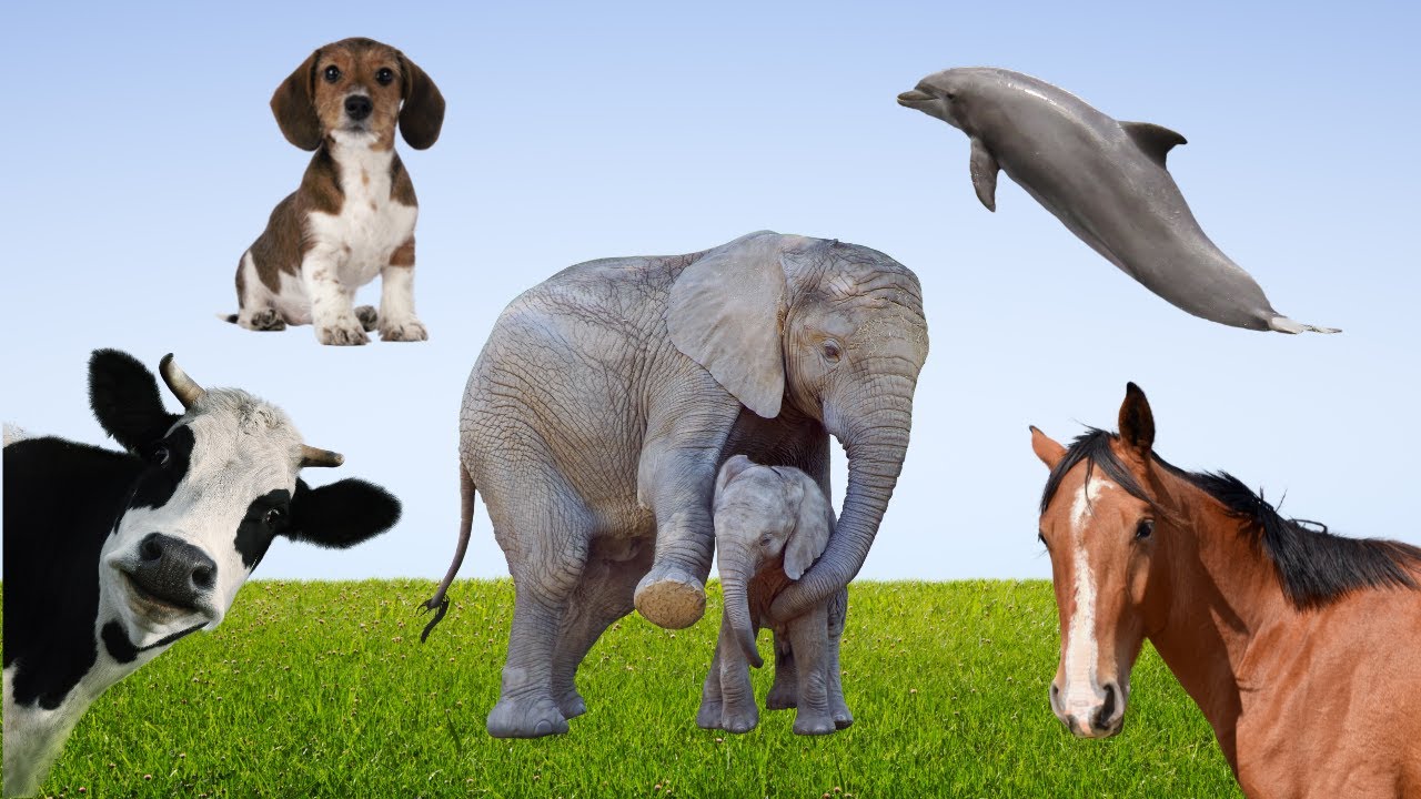 The Horse, Elephant, Dolphin, Dog, and Cow Show - YouTube