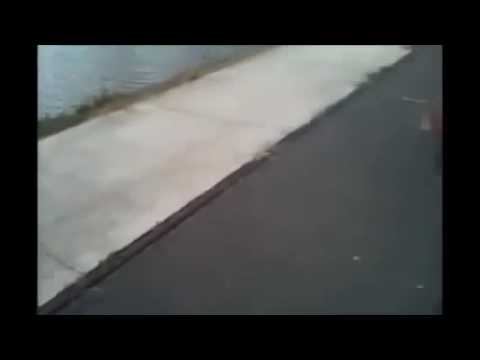 Kangal ve Pitbull Karşı Karşıya Gelirse !!!