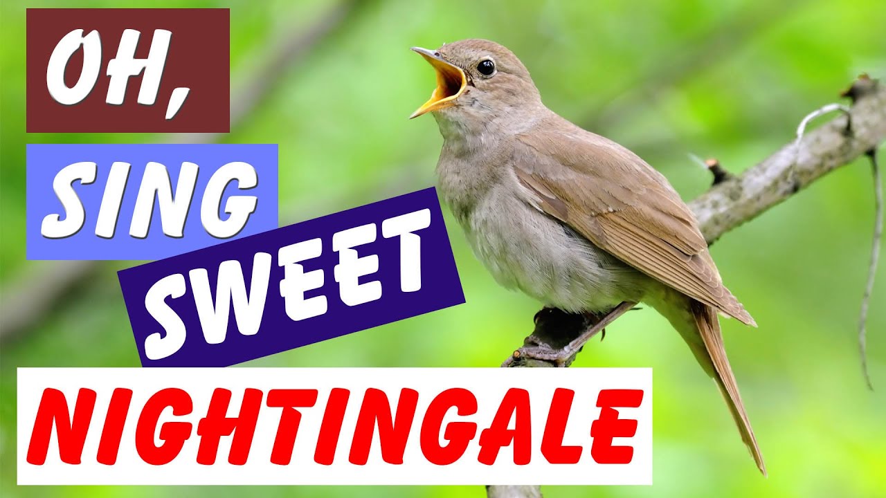 Oh, Sing Sweet Nightingale #286 - YouTube