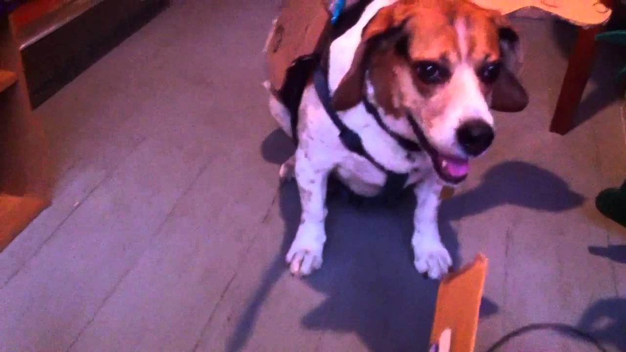 Waddle's dog on Halloween - YouTube