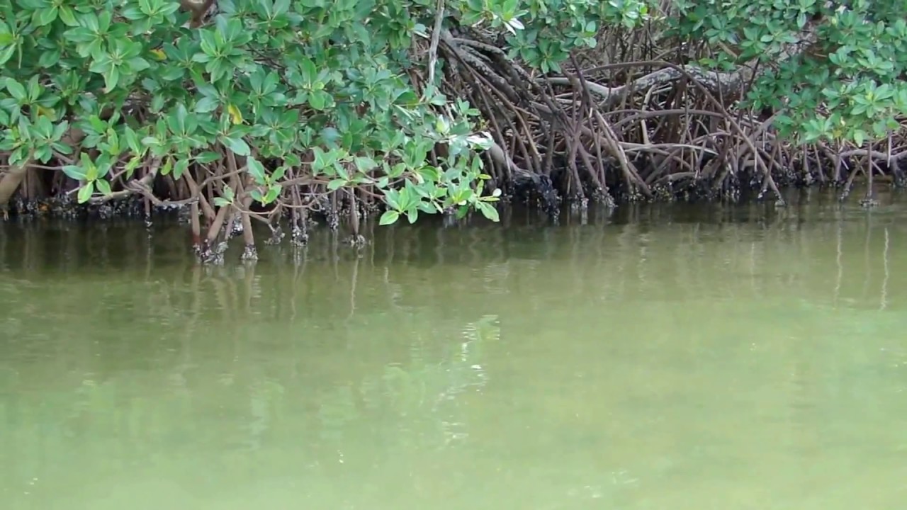 My new snook fishing mangrove spot number 20170327 - YouTube