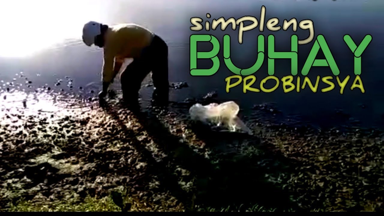 SIMPLENG BUHAY PROBINSYA | CATCH AND COOK BAGONGON SHELL / TRINIDAD ...