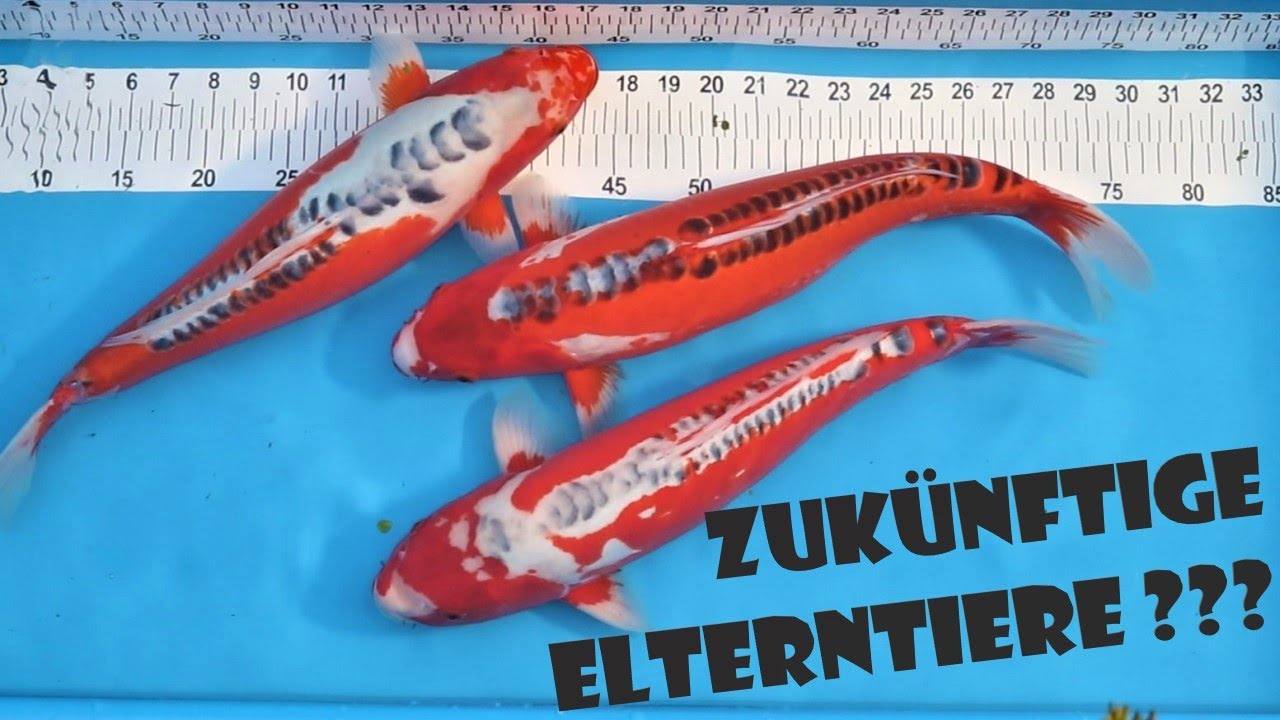 Koi von deutschen Züchtern - YouTube