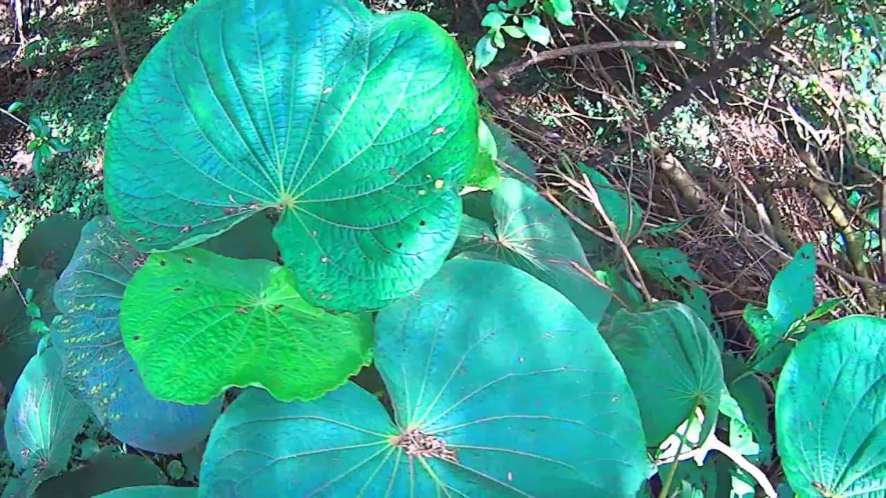 Pancs, A capeba planta super importante para alimento e outras coisas ...