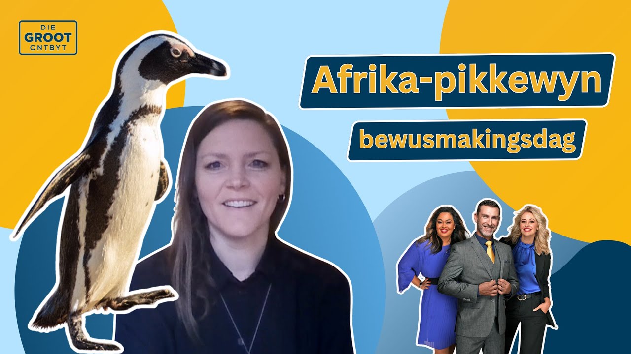 Afrika-pikkewyn bewusmakingsdag | Heather Wares | 13 Oktober 2023 - YouTube