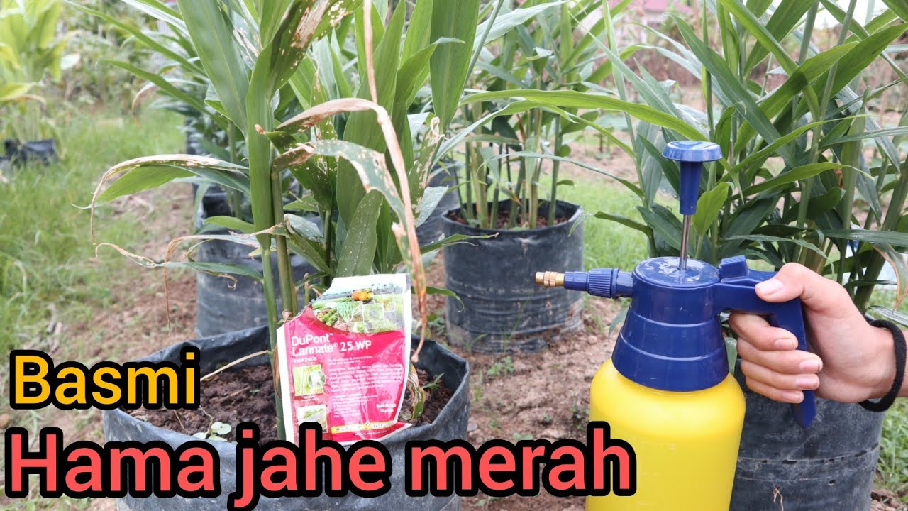 Cara penyemprotan hama pada tanaman jahe merah - YouTube