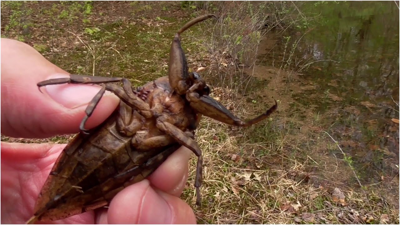 Michigan Critters 2019 - YouTube