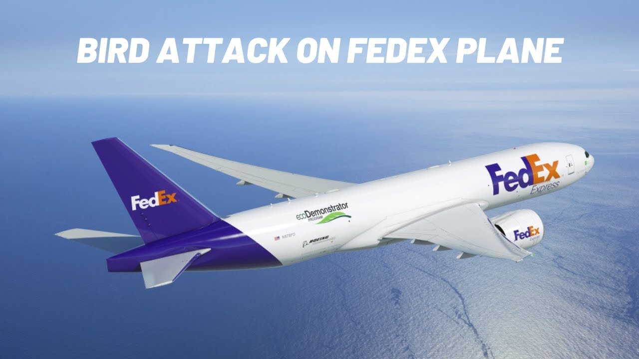 Bird attacks FedEx plane causing emergency landing - YouTube