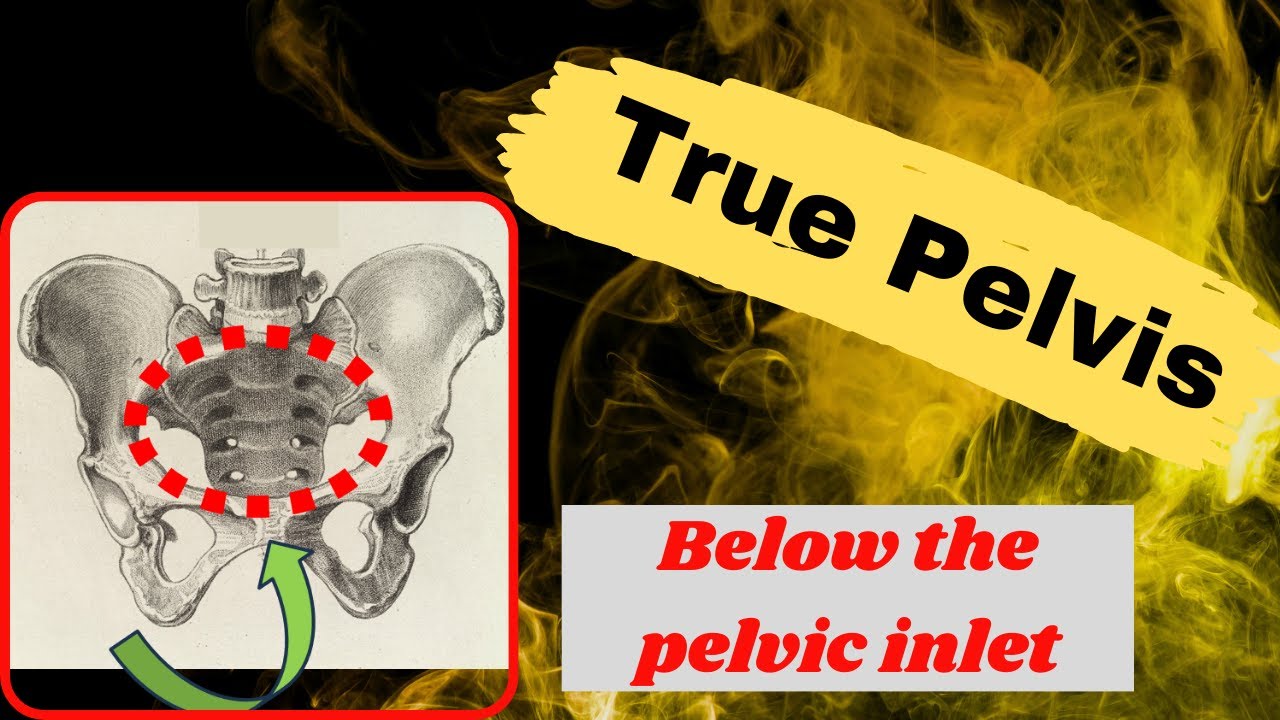 True or Lesser Pelvis // Anatomy, location and contents of the true ...