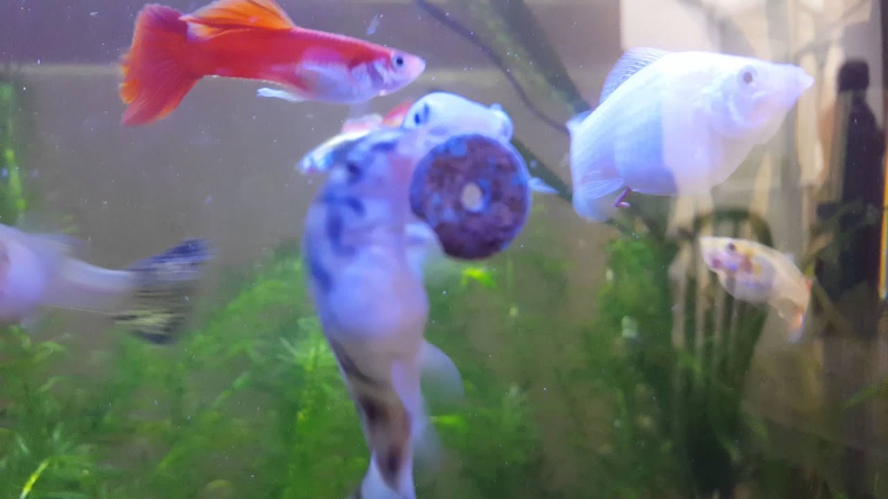 A Mix of Tropical Fish having a Treat ♤ - YouTube