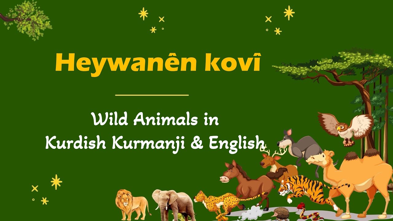 Heywanên kovî - Wild Animals in Kurdish Kurmanji & English - YouTube