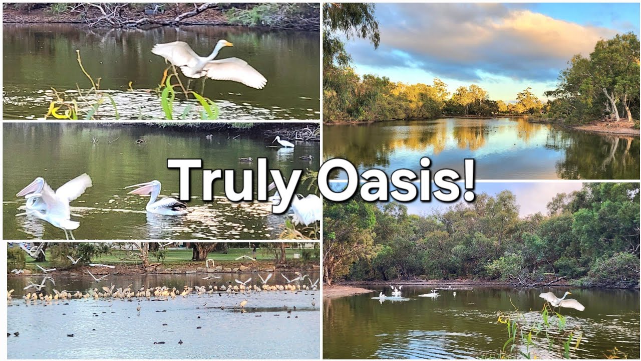 Beautiful wildlife at Tomato Lake Perth Western Australia - YouTube