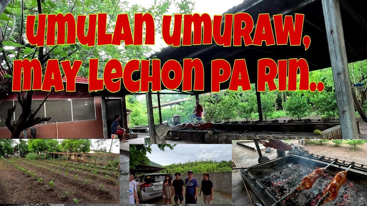 Sunday Lechon orders | malapit na mamunga ang mga talong | update sa ...