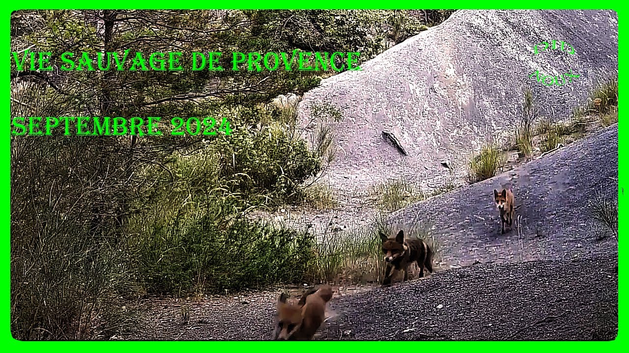 Faune sauvage en Provence Aout 2024 - YouTube
