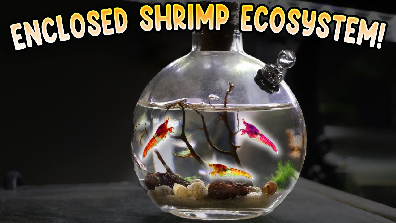 Enclosed Ecosystem - Shrimp Ecosphere (IT WORKS!) - YouTube