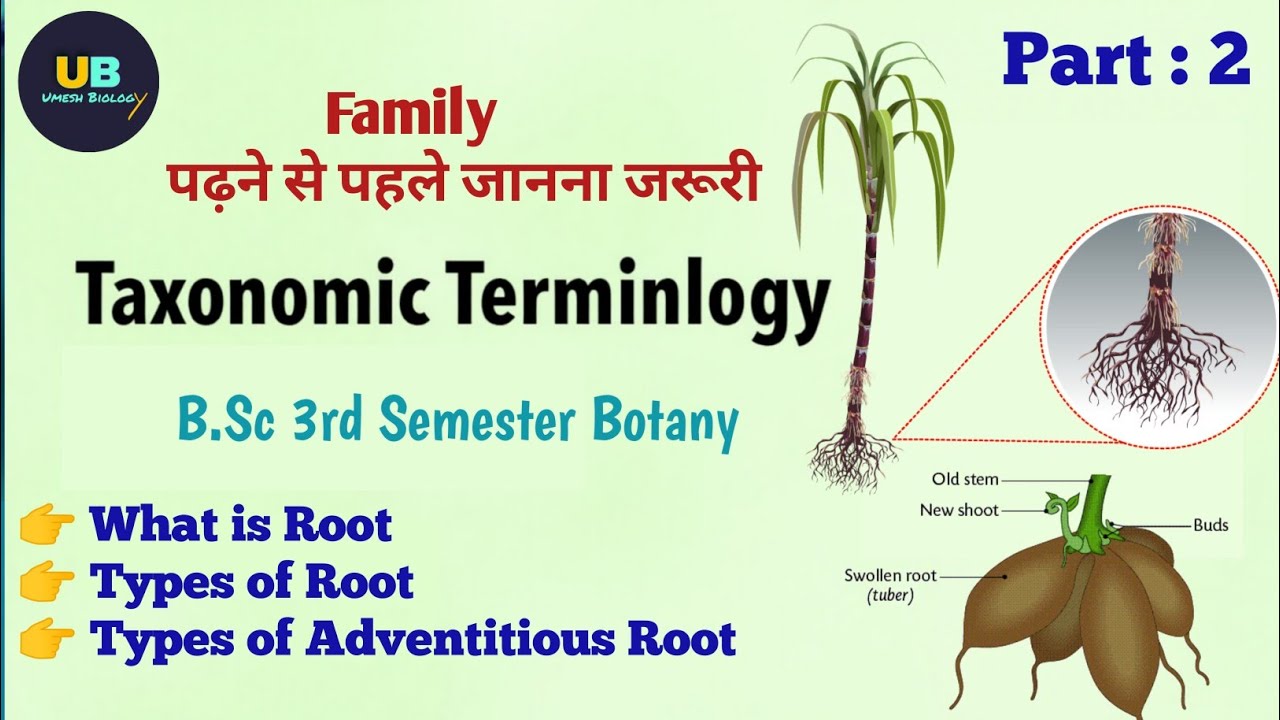 Taxonomic Terminology Types of Root Part 2 B.Sc 3rd Semester Botany By ...