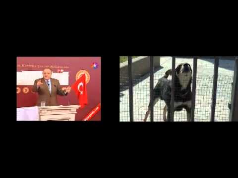 MHP Bozkurt ve Türk Irkcilarin Siyaseti Köpek Havlamasindan baska birsey degildir