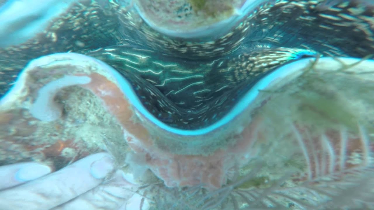 WORLDS BIGGEST CLAM SPECIES The giant clam (Tridacna gigas) Scuba ...
