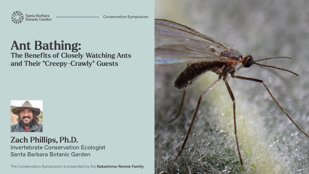 Ant Bathing | The Benefits of Closely Watching Ants and Their "Creepy ...