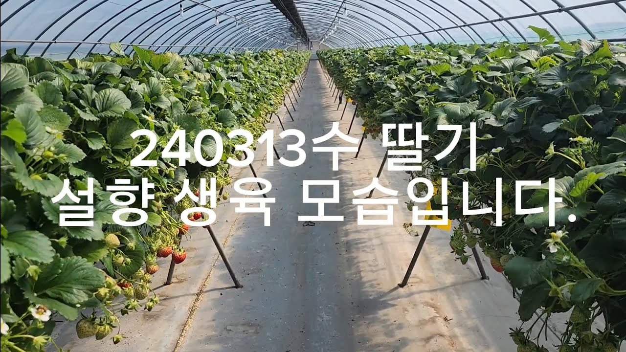 240313수 딸기설향생육상황입니다 거창군가조면사병리 생육상황이 좋습니다 예년보다2~30프로수량증가 딸기생육증가