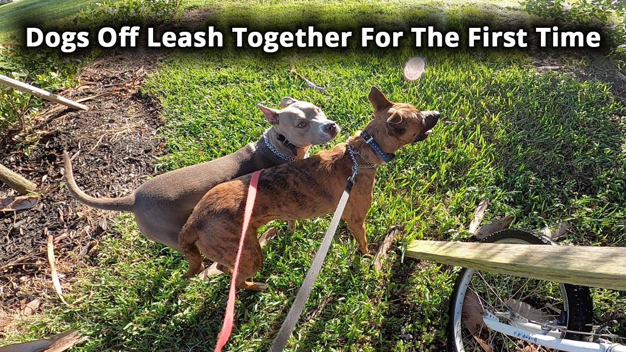 Dogs Off Leash Together For The First Time - YouTube
