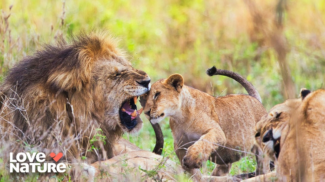 Lion Cubs Meet Dad For The First Time | Wildlife Icons 101 - YouTube