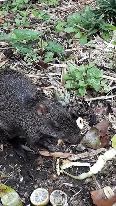 El tocallo. - YouTube