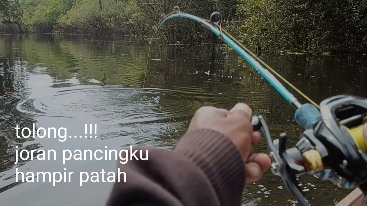 MANCING DISUNGAI BUAYA...!!! IKAN TOMANNYA GANAS-GANAS. - YouTube