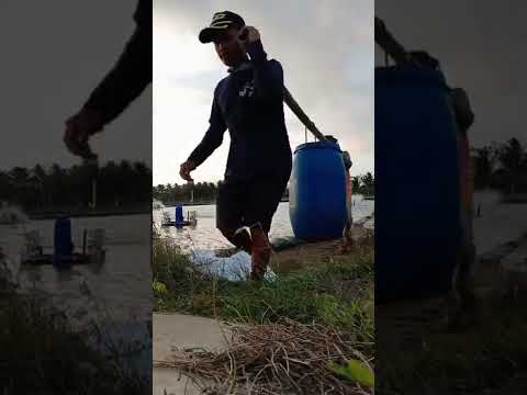 budidaya pantai selatan panamey