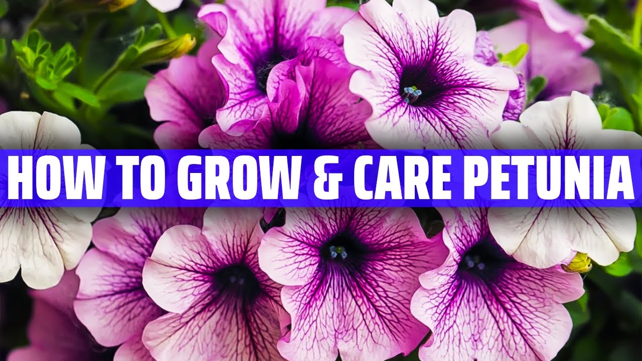Petunia - How to grow and care for it - YouTube