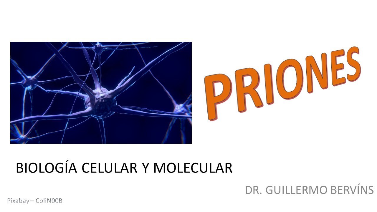 ¿Qué son los priones? l Biología Celular y Molecular - YouTube