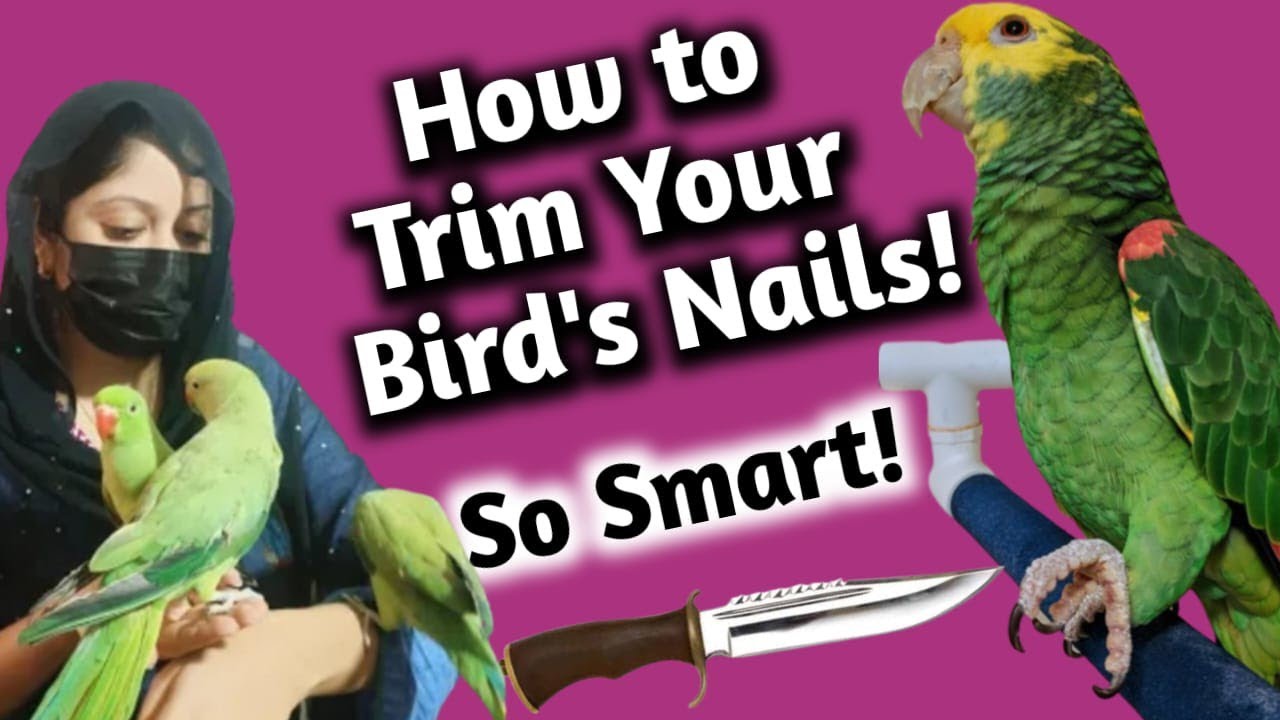 How To Cut Your Bird's Nail | Trimming Yours Bird's Nail | Toty K Nail ...