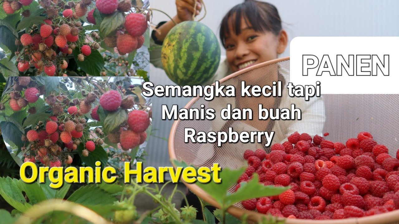 Panen Buah Raspberry dan Buah Semangka Organik di kebun | Harvest ...
