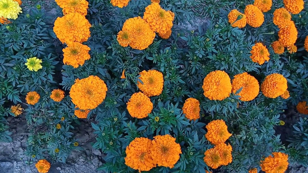 flowers in ramna park - YouTube