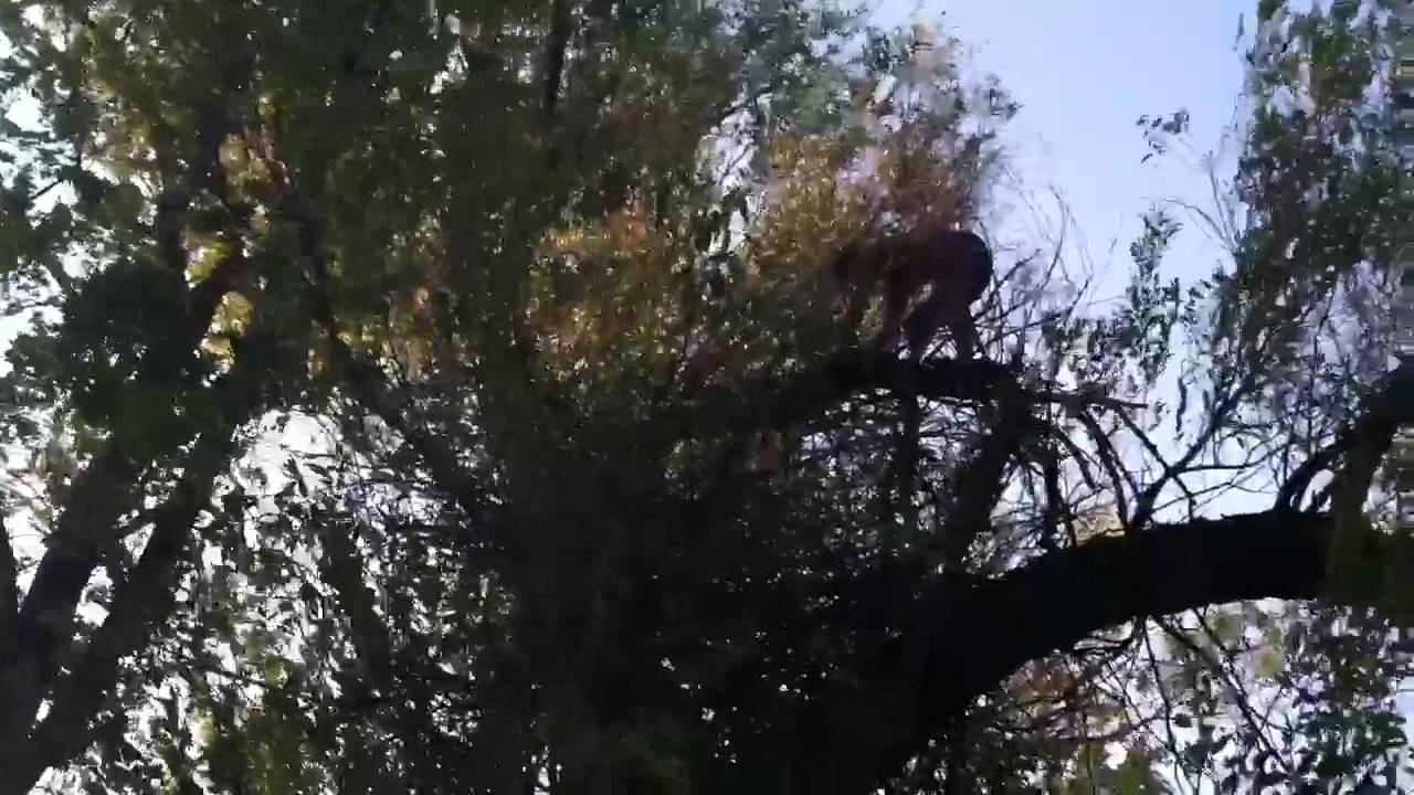 Tree Climbing Fall - YouTube