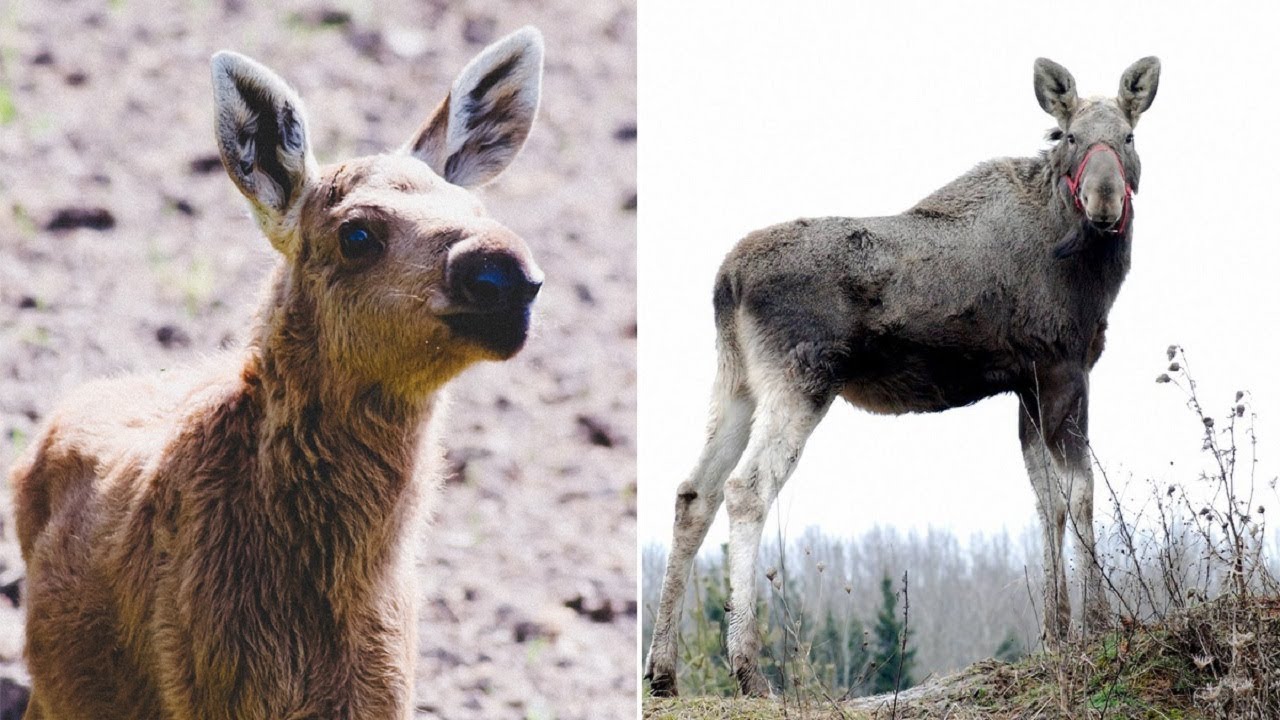 He Saved This Wild Moose When She Was A Starving, Sick Baby Now He’s ...