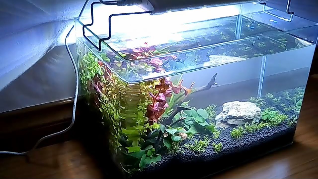 Setup Low Tech Aquarium Tank for Betta Fishes ANIOKI Layout - YouTube