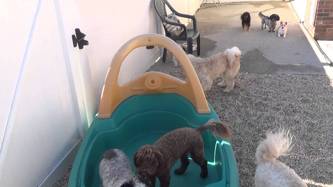 Dog Gone Fun Daycare, Training, and Boarding - YouTube