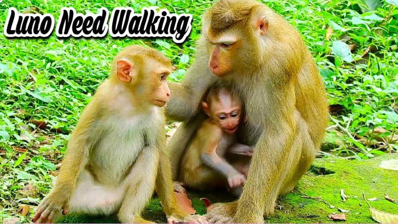 0hGod, Luno Baby Monkey Need Walking By Himself, But Sister Lucie Wanna Joking with Him More ...