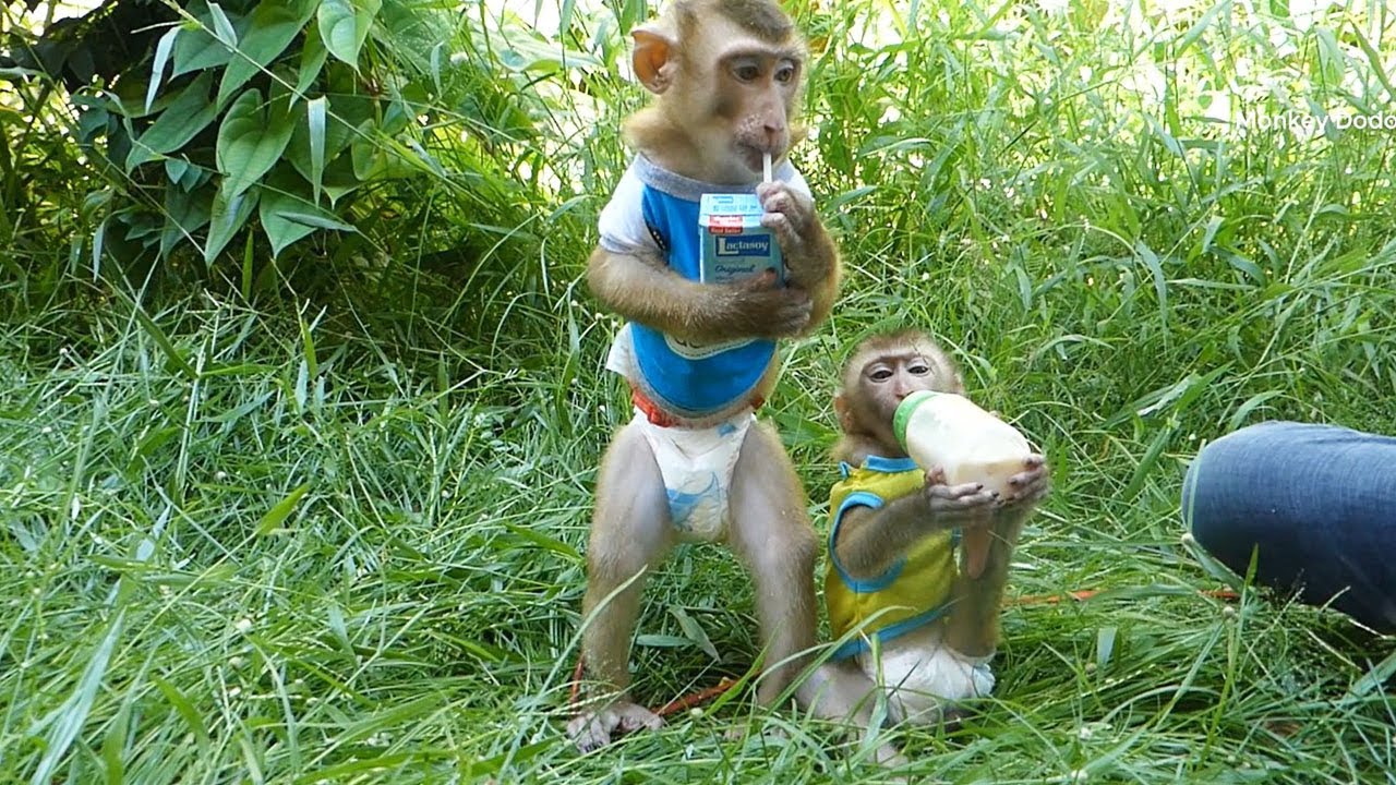 Family Monkey! Dodo And Donal Visit Green Yard - YouTube