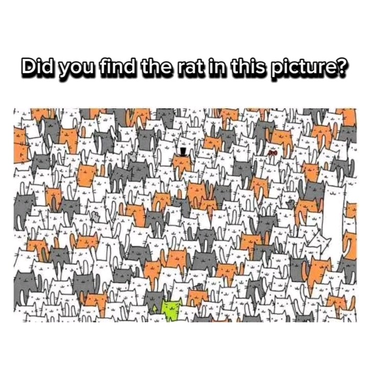 Did you find the rat in this picture - YouTube