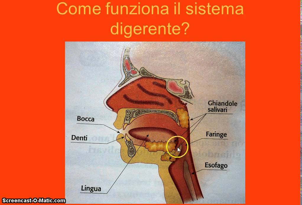La nutrizione e la digestione - YouTube